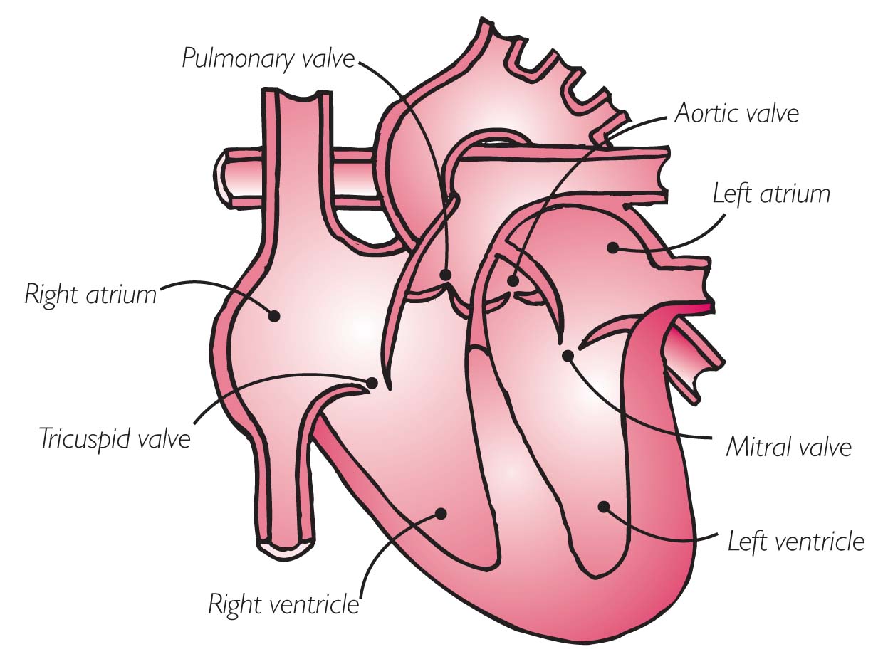 Your Heart Valves Chest Heart Stroke Scotland Your Heart Valves Chest Heart Stroke Scotland